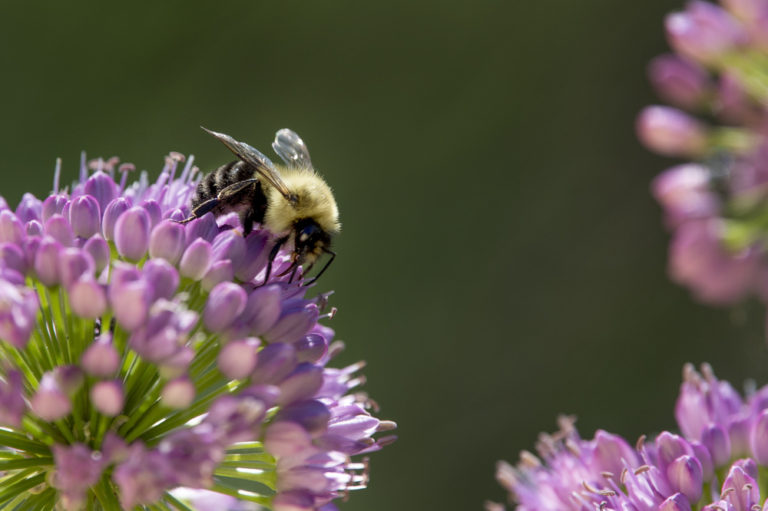Bee Friendly plants; help save Bees – Chance the Bee